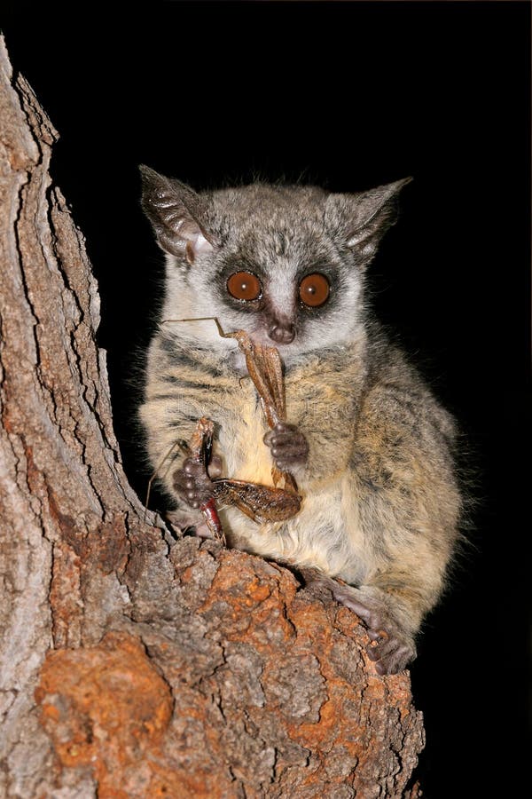 Lesser Bushbaby stock image. Image of animal, ecology, moholi - 746055