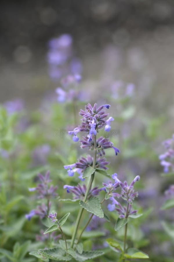 Lesser cat-mint stock photo. Image of pink, catmint - 186350930