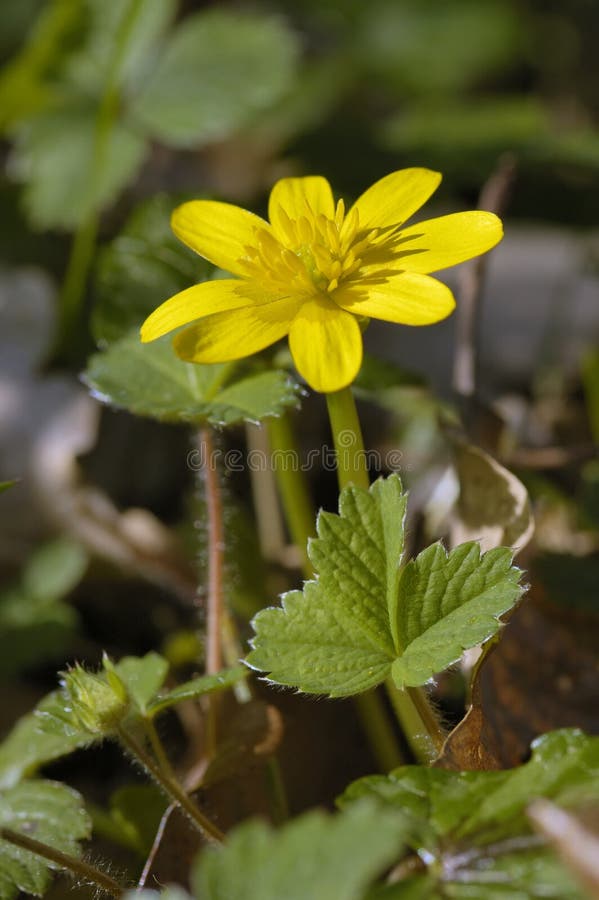 Lesser Celandine flower stock photo. Image of field, lesser - 69653240