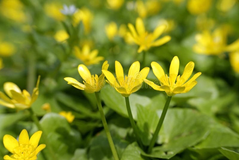 Lesser celandine stock image. Image of celandine, lesser - 30639551