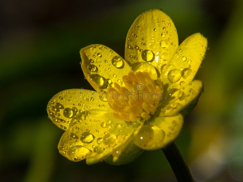 Lesser celandine stock image. Image of flora, sunshine - 42913823