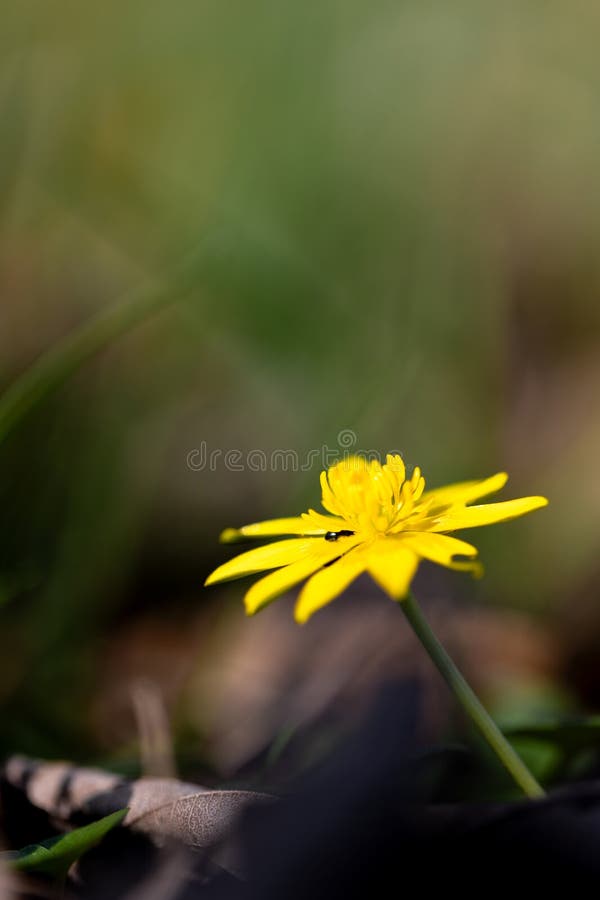 A Lesser Celandine Flower (Dicaria Verna) in Full Bloom Stock Image ...