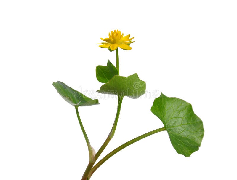 Lesser Celandine (Ranunculus Ficaria) Stock Photo - Image of flower ...