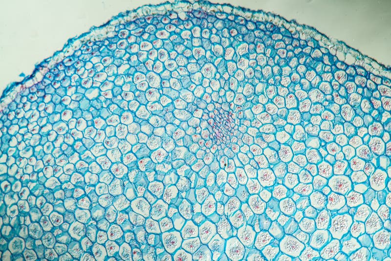 Lesser Celandine with Roots Stock Photo - Image of tiny, science: 196741078