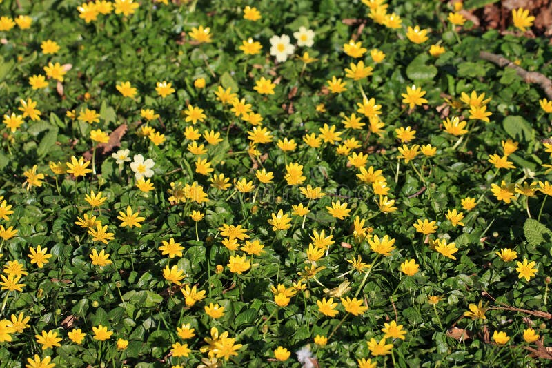 Lesser Celandine Flowers in the Spring Stock Image - Image of wild ...