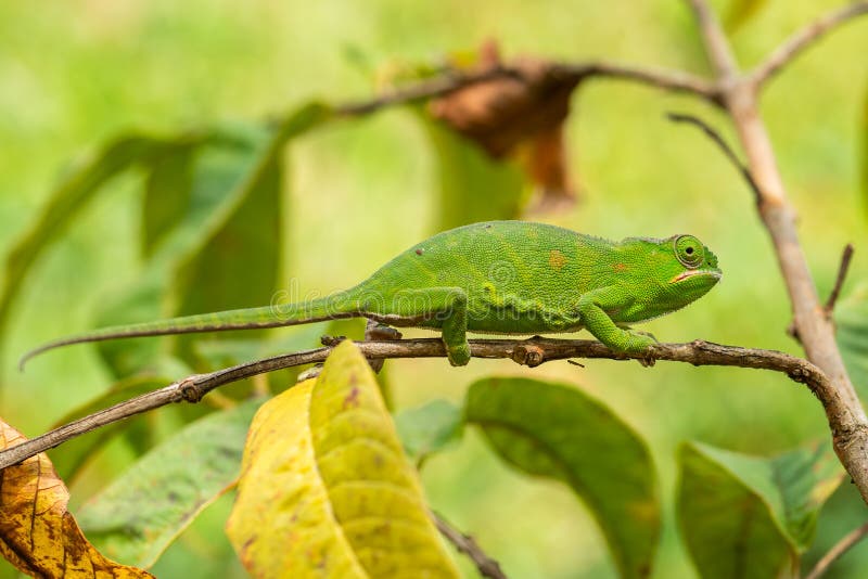 Lesser Chameleon - Furcifer Minor Stock Photo - Image of minor, lesser ...