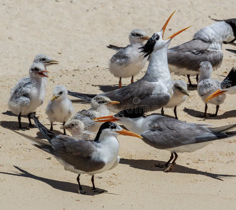 Lesser Crested Tern in Australia Stock Photo - Image of plumage, close ...