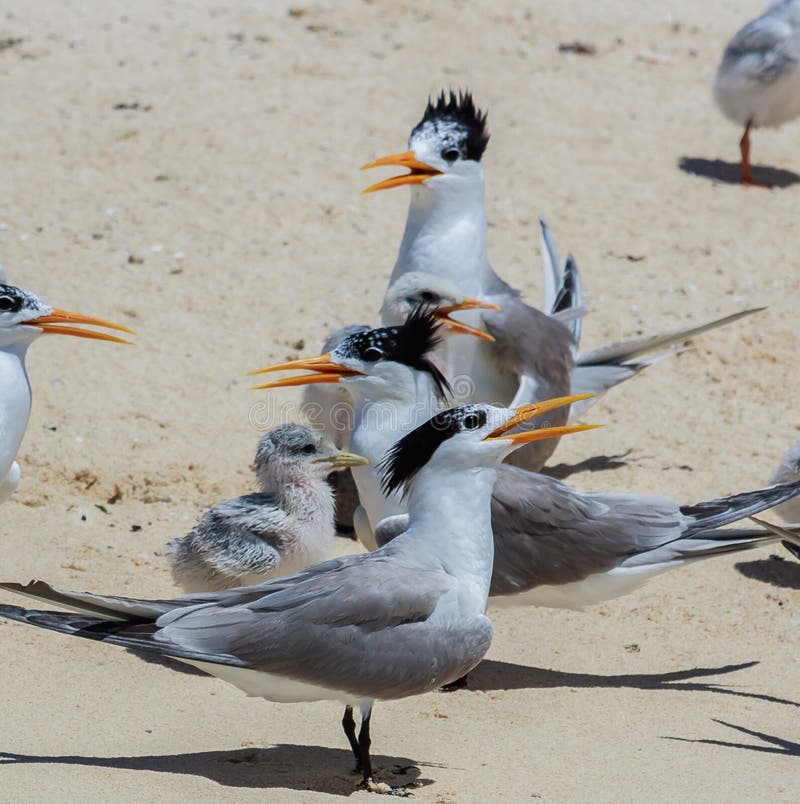 Lesser Crested Tern in Australia Stock Image - Image of native, animal: 158280821