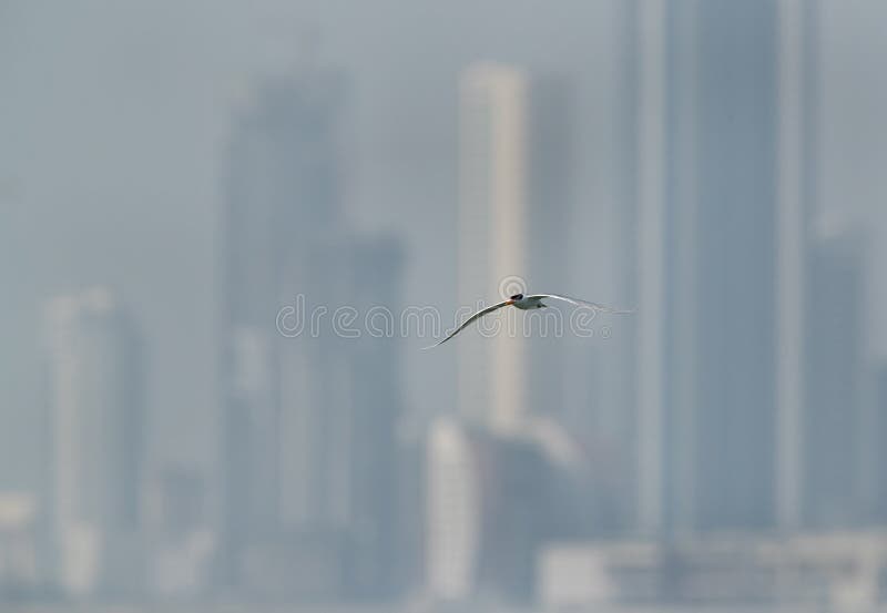 Lesser Crested Tern with Bahrain Skyline at the Backdrop Stock Photo ...