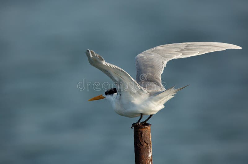 Greatercrested Tern Raising Its Wings Stock Photo - Image of greater ...