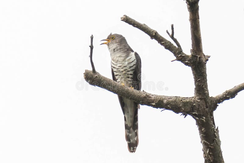 Lesser Cuckoo on the Branch of Tree Isolated on a White Background ...