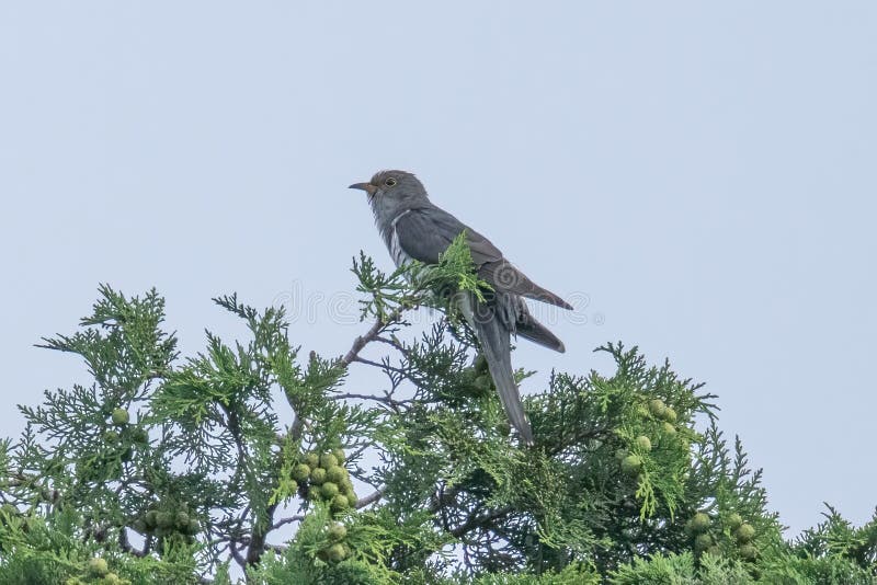 Lesser Cuckoo on the Top of Tree in a Blue Sky Background Stock Image ...