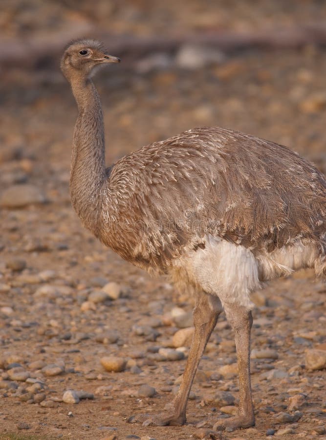 Lesser rhea stock image. Image of wildlife, feather, animal - 9951123