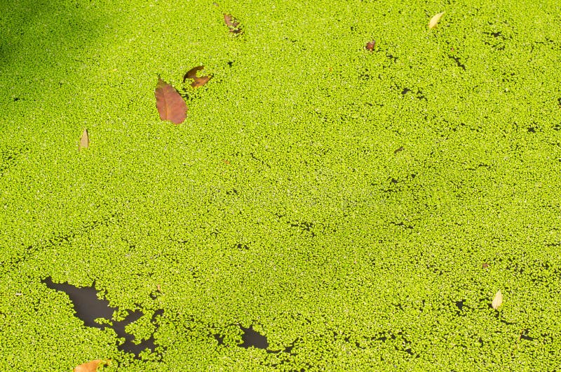 Lesser Duckweed (Lemna Minor L.). Stock Photo - Image of floating ...