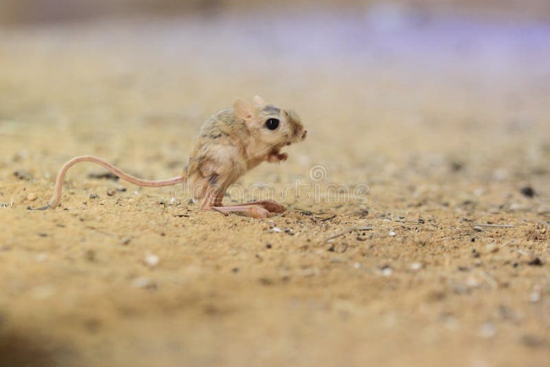 Lesser egyptian jerboa stock photo. Image of small, rodent - 62666662