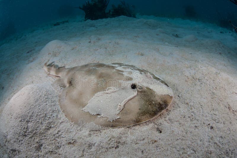 Lesser Electric Ray in Mar Dei Caraibi Fotografia Stock - Immagine di ...