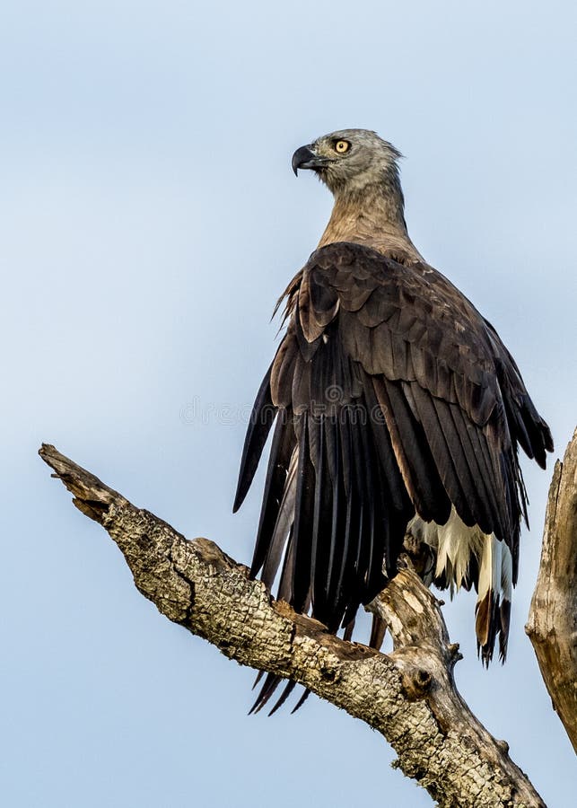 Lesser Fish Eagle or Haliaeetus Humilis Portrait Perched in Natural ...