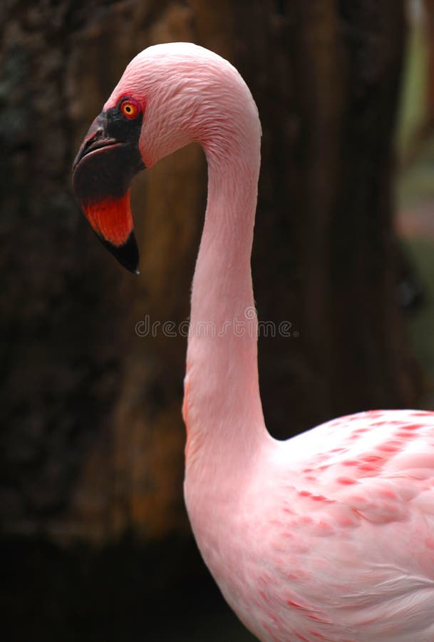 Lesser flamingo 002 stock photo. Image of feathers, flamingo - 2624924