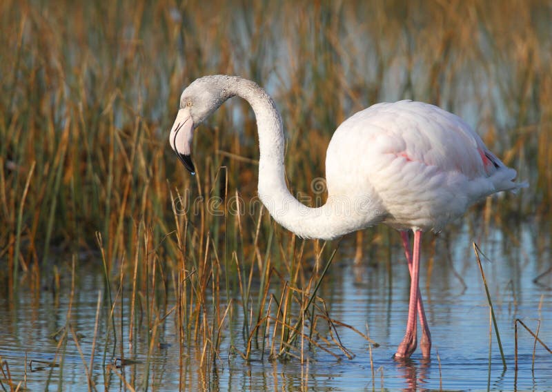 Lesser Flamingo eye stock image. Image of beak, yellow - 2624979