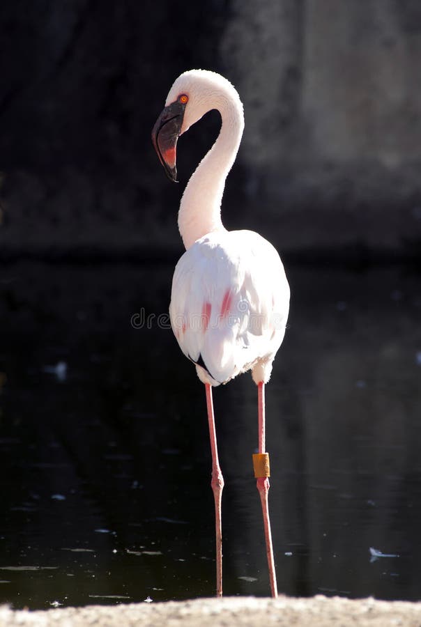 Lesser Flamingo stock image. Image of yellow, bill, wading - 21603265