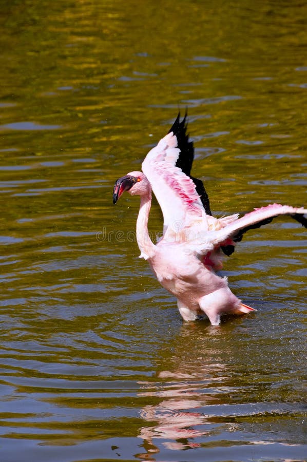 Flamingo Flapping Its Wings Vigorously Stock Image - Image of nature ...