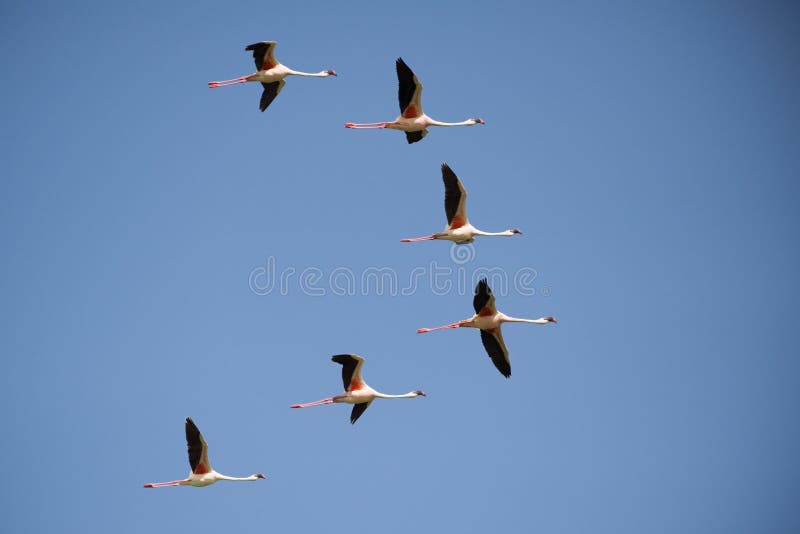 Flamenco enano foto de archivo. Imagen de pluma, mosca - 37444112