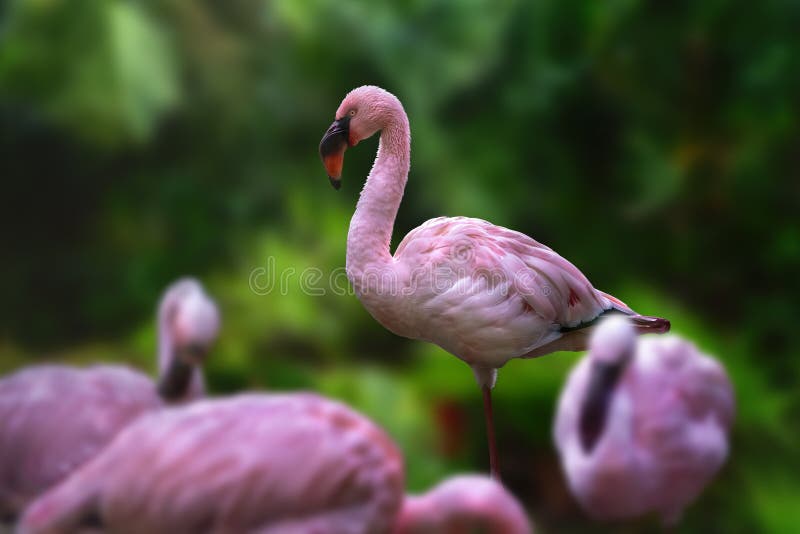 Lesser Flamingo bird stock image. Image of biodiversity - 308469405