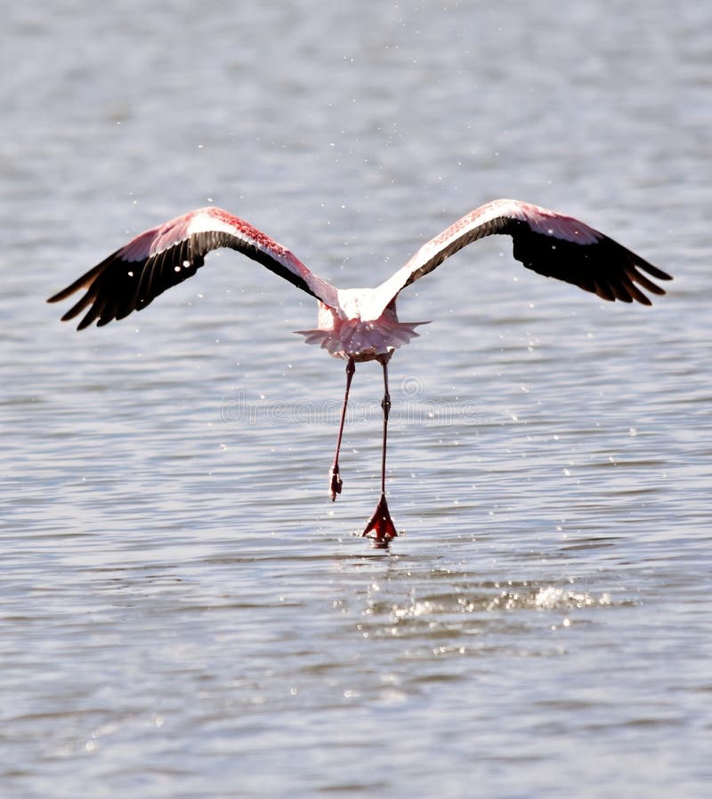 Lesser Flamingo... stock photo. Image of river, pink - 81276298