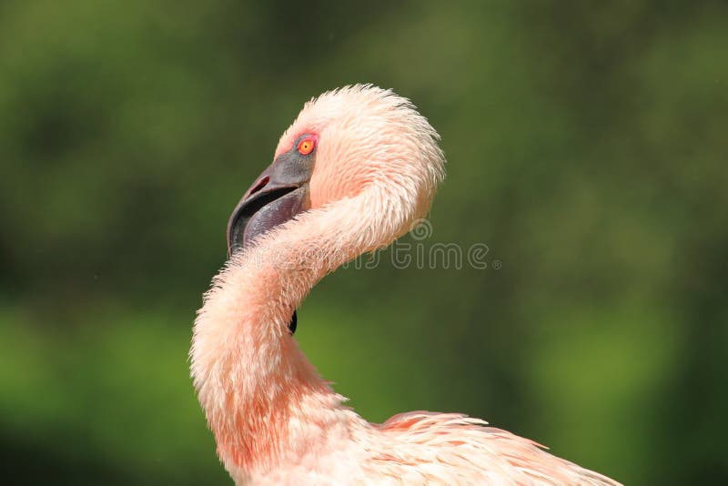 Lesser Flamingo eye stock image. Image of beak, yellow - 2624979