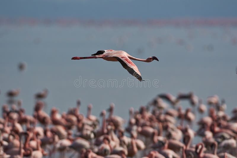 Lesser flamingo stock image. Image of bird, lesser, beak - 40735981