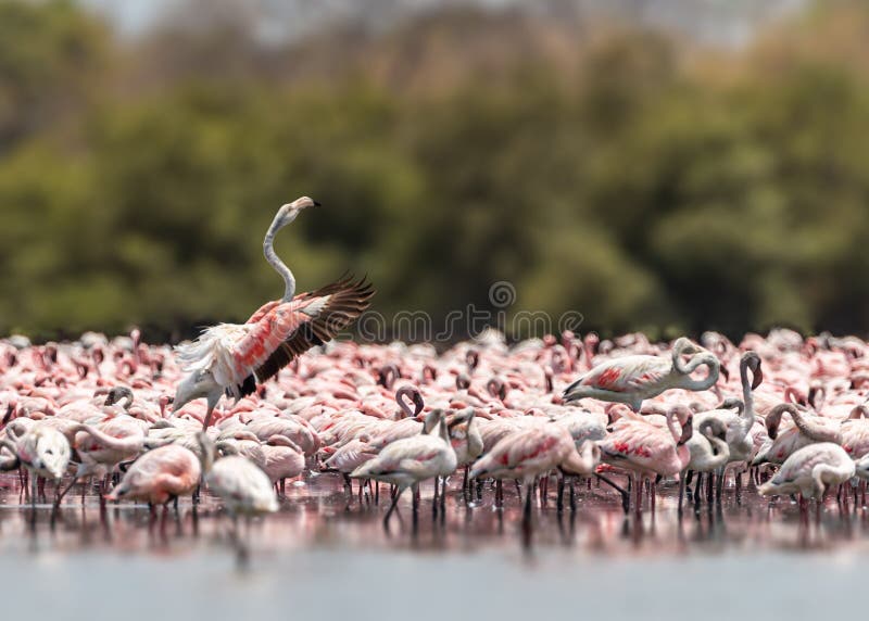 Lesser Flamingo in Its Flock Dancing Stock Photo - Image of beach, pink ...