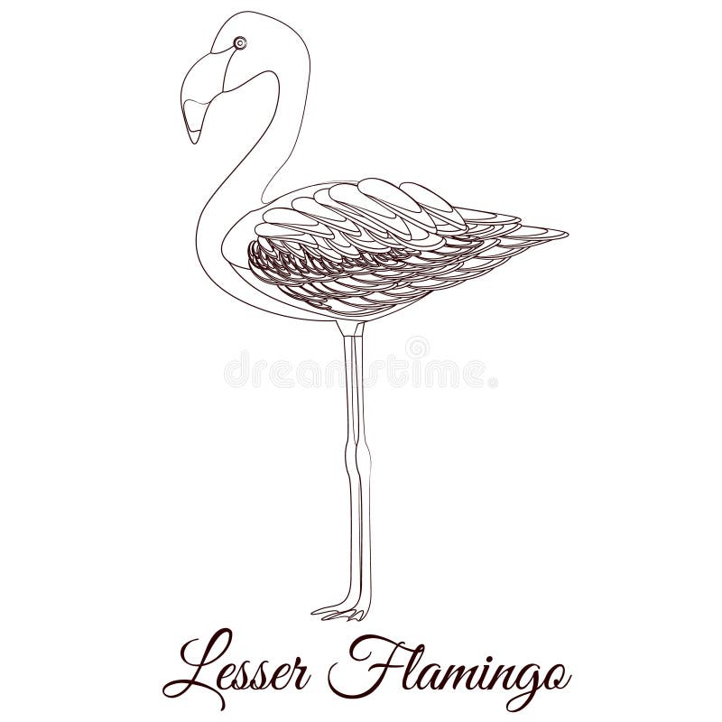 Lesser Bird Stock Illustrations – 252 Lesser Bird Stock Illustrations ...