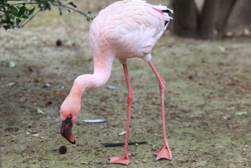 Lesser flamingo stock image. Image of bird, minor, phoenicopterus ...