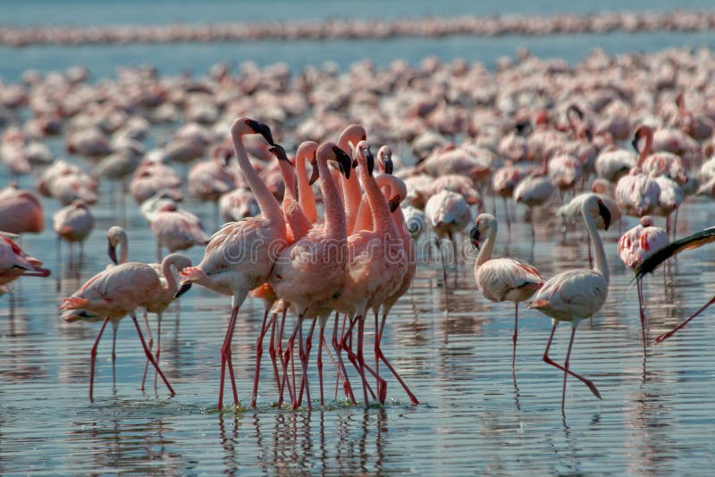 Lesser Flamingos stock photo. Image of lake, africa, nakuru - 3137666
