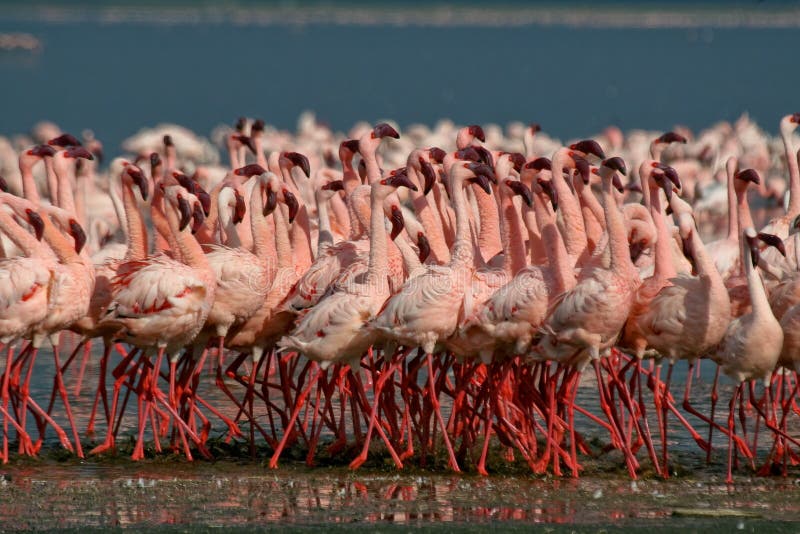 Lesser Flamingos stock photo. Image of lake, africa, nakuru - 3137666