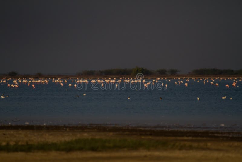 Lesser Flamingos in Blue Water Stock Image - Image of india, rann ...