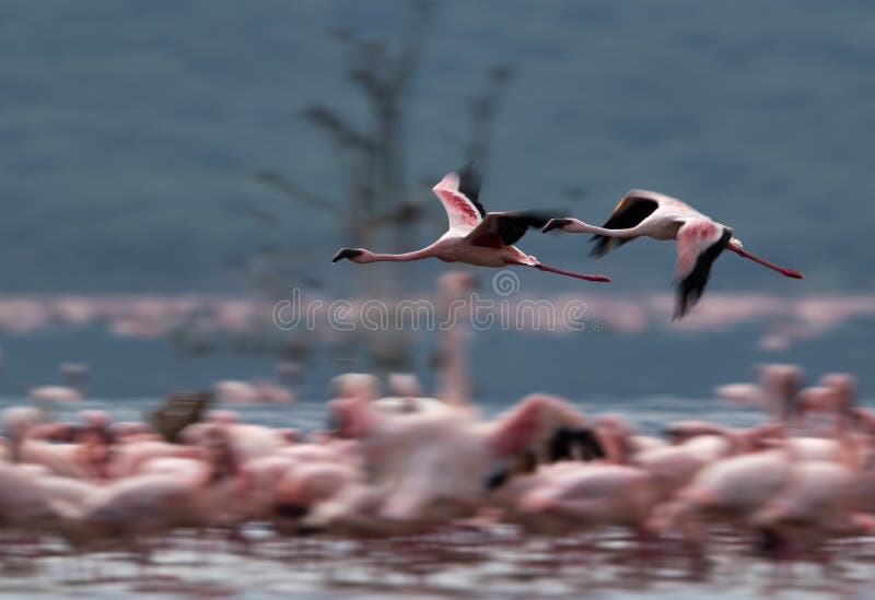 Flamingos in Flight. Flying Flamingos Over the Water of Natron Lake ...