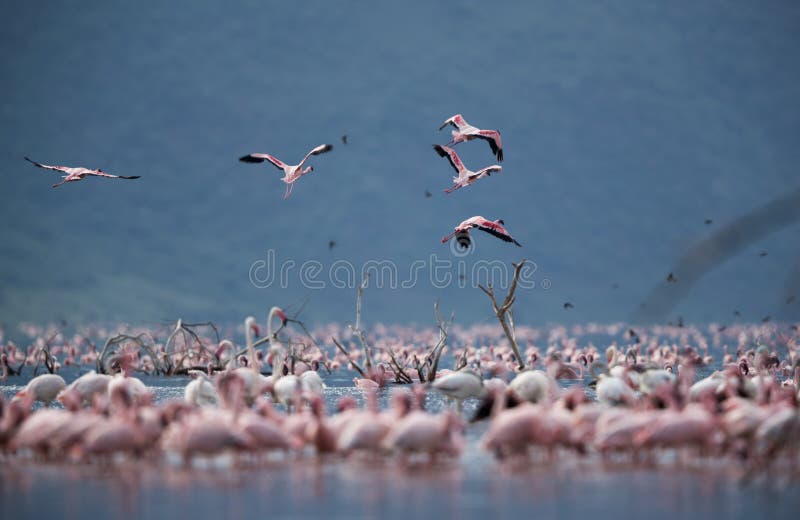 Lesser Flamingos Flying at Bagoria Lake Stock Image - Image of eyelevel ...