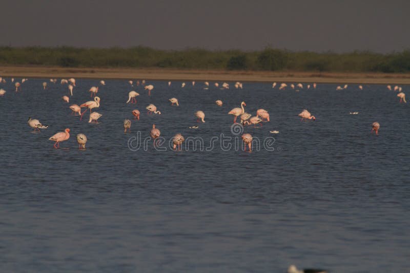 Lesser flamingos in LRK stock image. Image of india - 185513579
