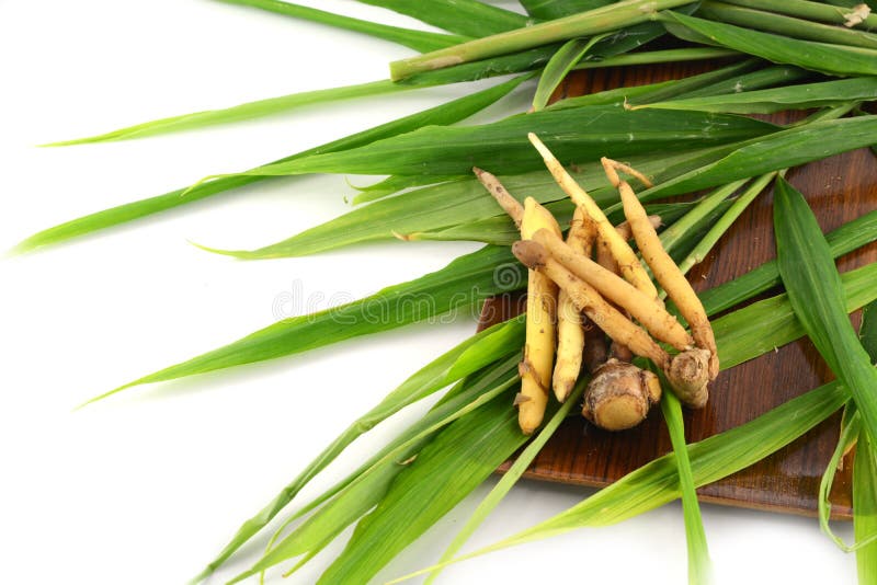 Lesser Galangal Root on White Stock Photo - Image of roots, cylindrical ...