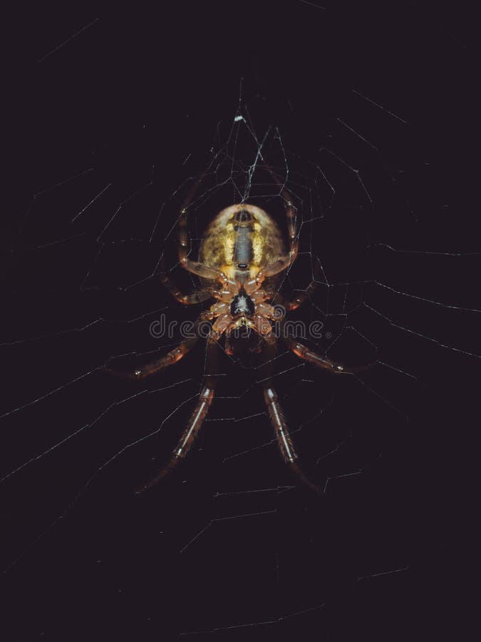 A Lesser Garden Spider Building a Web Stock Image - Image of spider ...
