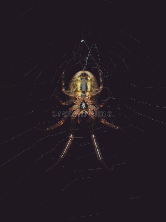 A Lesser Garden Spider Building a Web Stock Image - Image of spider ...