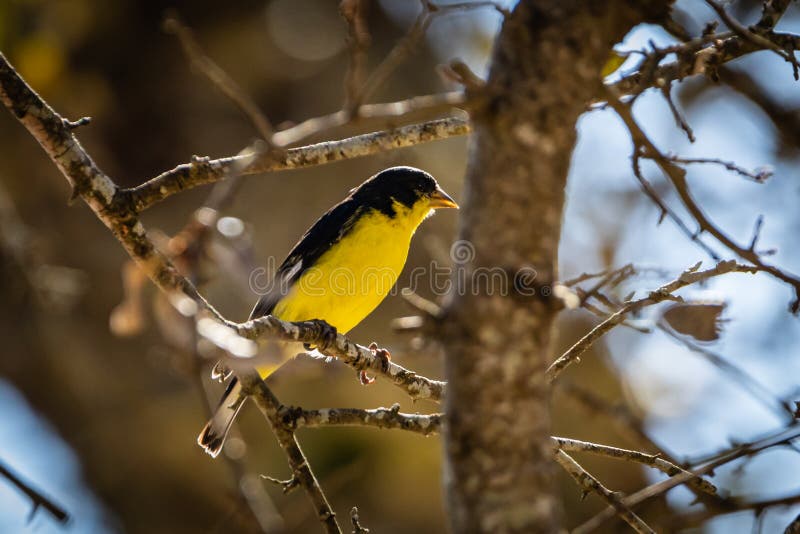 Lesser Goldfinch Resting on an Oak Tree Branch Stock Image - Image of ...