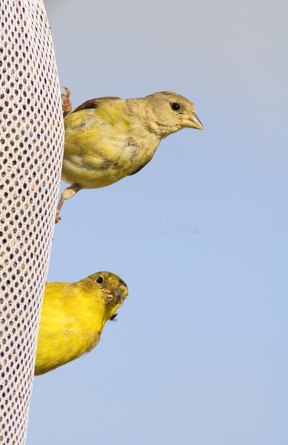 Lesser Goldfinches stock photo. Image of psaltra, songbird - 15571044