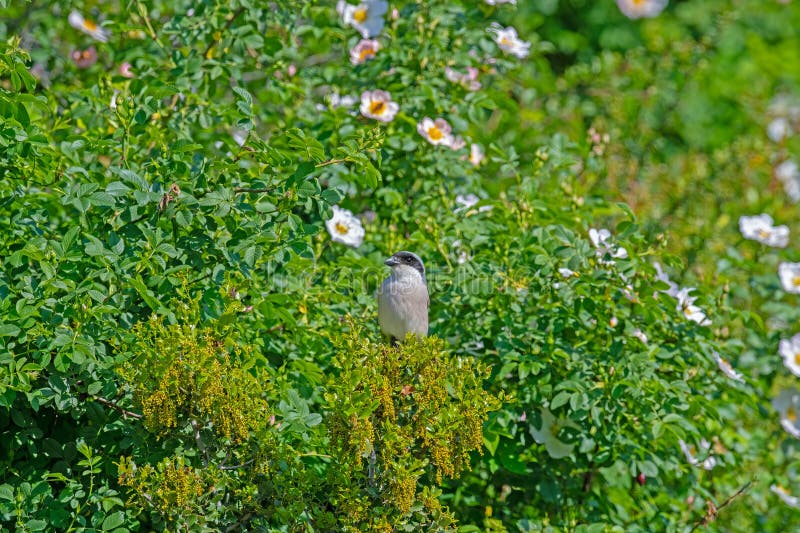 Lesser Gray Shrike, Lanius Minor, on Green Leaves in Spring Stock Image ...