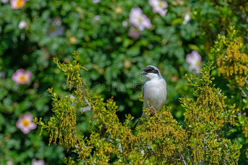 Lesser Gray Shrike, Lanius Minor, on Green Leaves in Spring Stock Photo ...