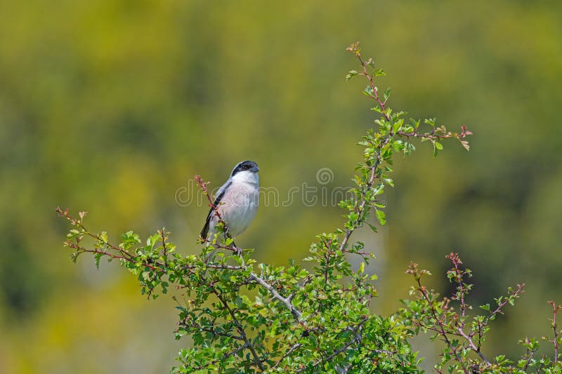 Lesser Gray Shrike, Lanius Minor, on Green Leaves in Spring Stock Photo ...
