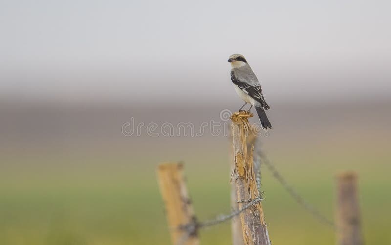 Lesser Gray Shrike Lanius Minor is an Insect-fed Bird. Stock Photo ...