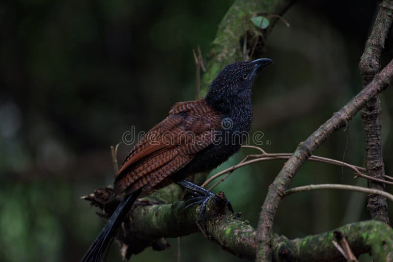 Lesser and greater coucal stock photo. Image of posing - 233652992