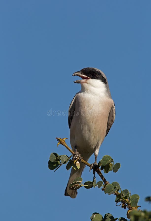 Lesser Grey Shrike Perched on Twig Stock Image - Image of closeup, side ...